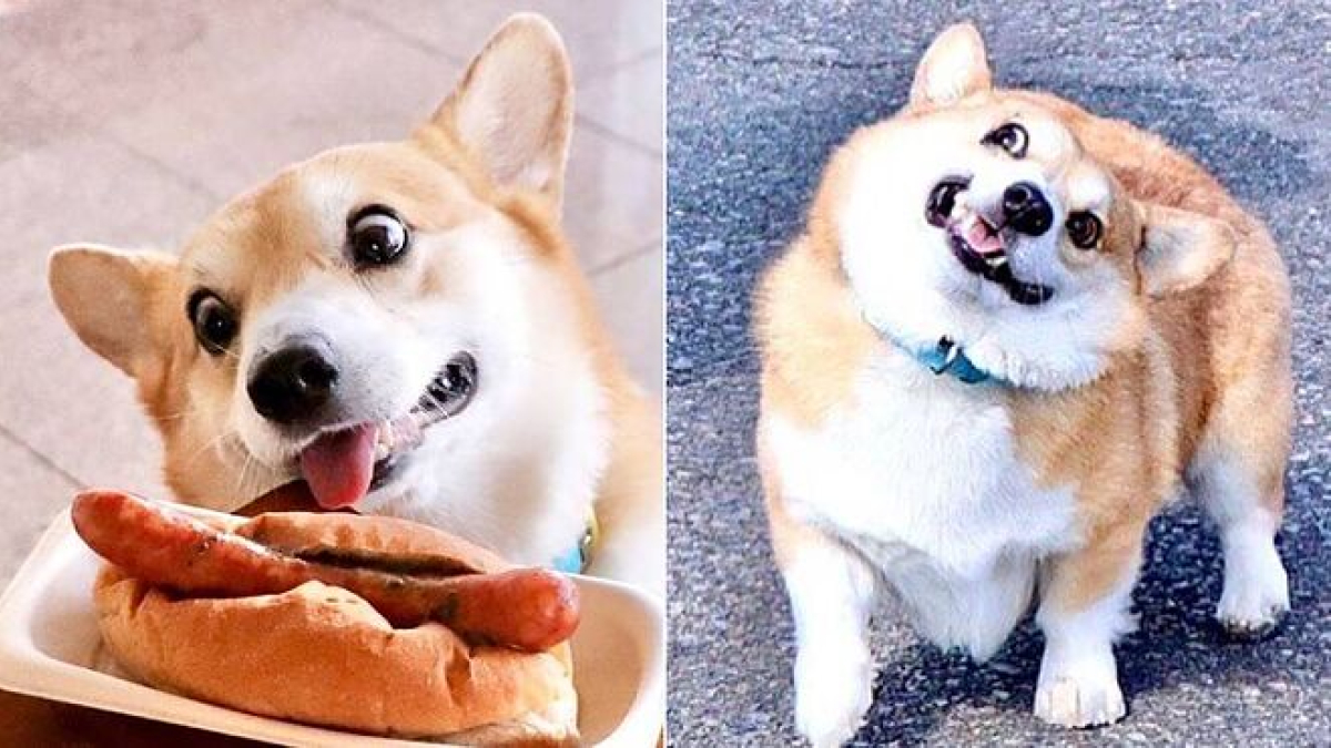 Muere Gen, el perro que fue imagen de miles de memes en las redes sociales