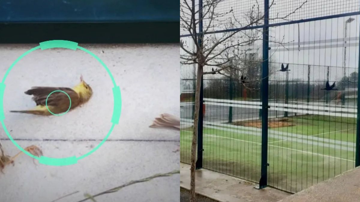 La nueva medida para evitar más muertes de aves en las pistas de pádel