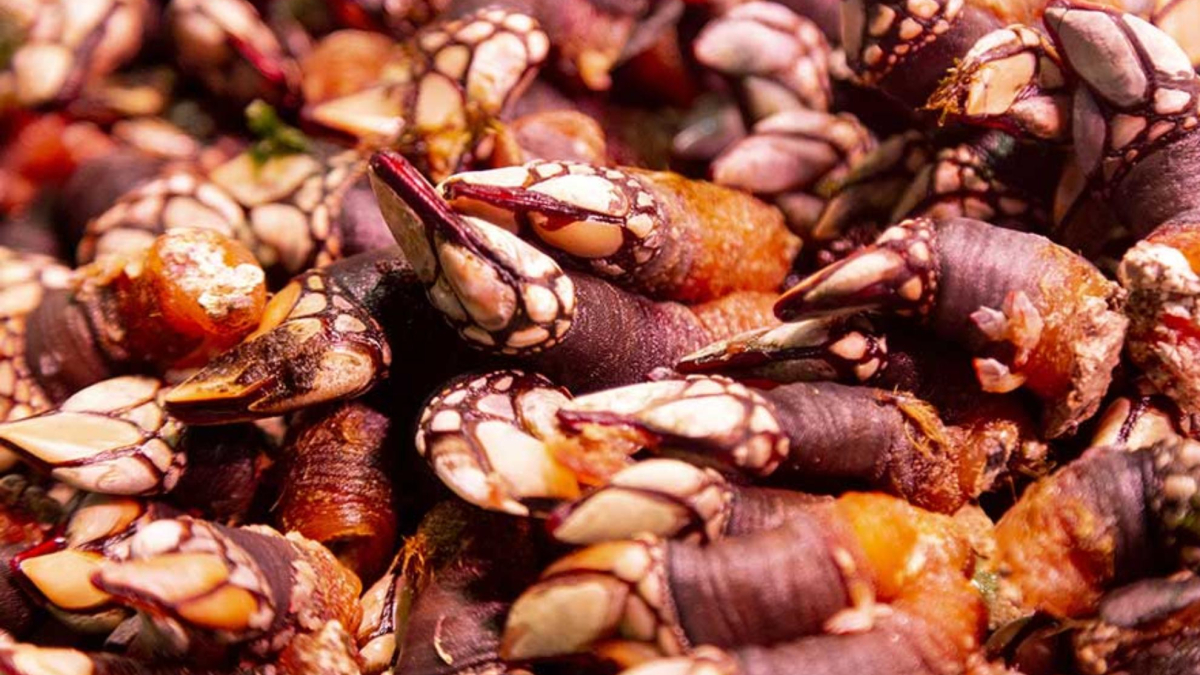 La cena de Nochebuena más cara de la historia: percebes a 300 euros el ...