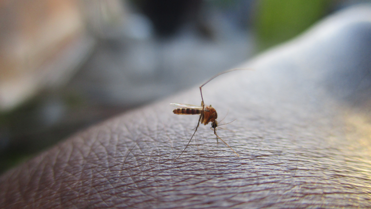 El motivo por el que te pican los mosquitos: así puedes evitar la ...