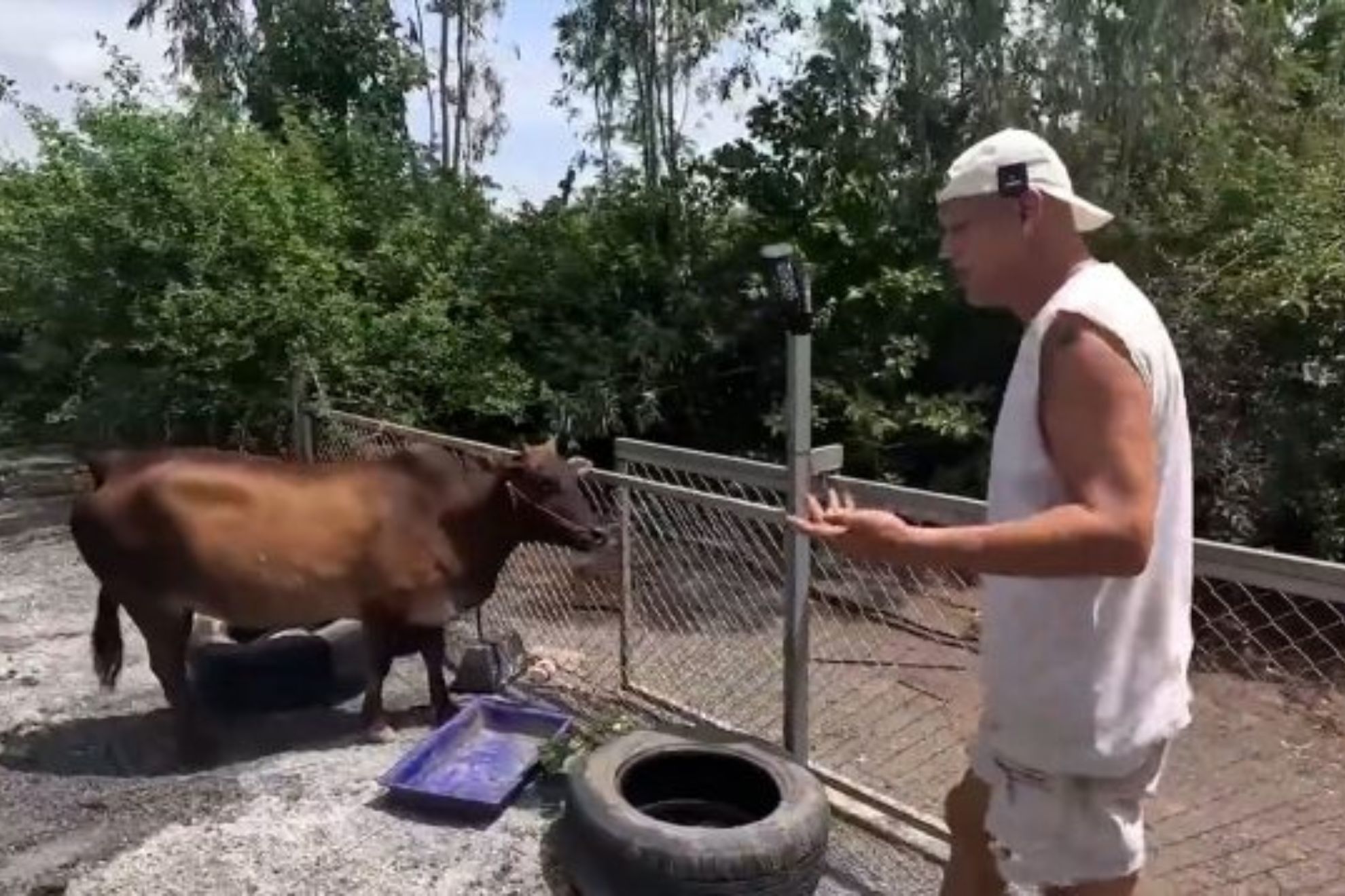 Nueva polémica de Frank Cuesta: bautiza a una vaca con el nombre de ...