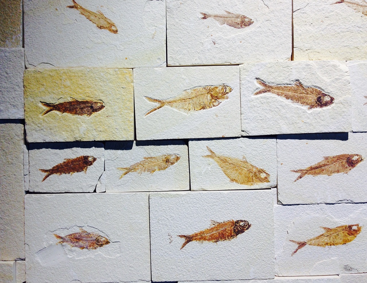 Los científicos pudieron identificar que había comido el pez antes de morir