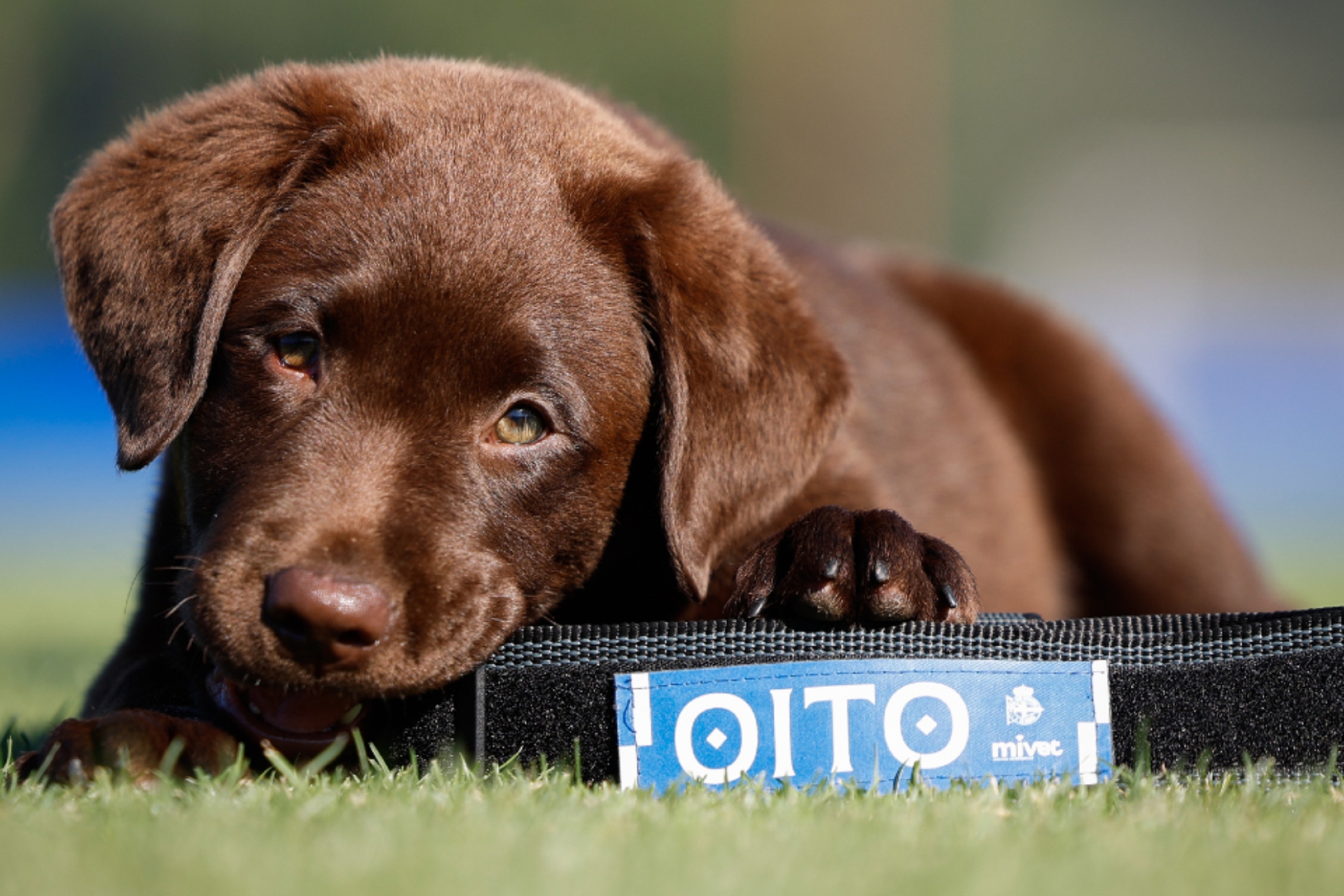 Oito, nuevo ‘director de felicidad’ del Dépor