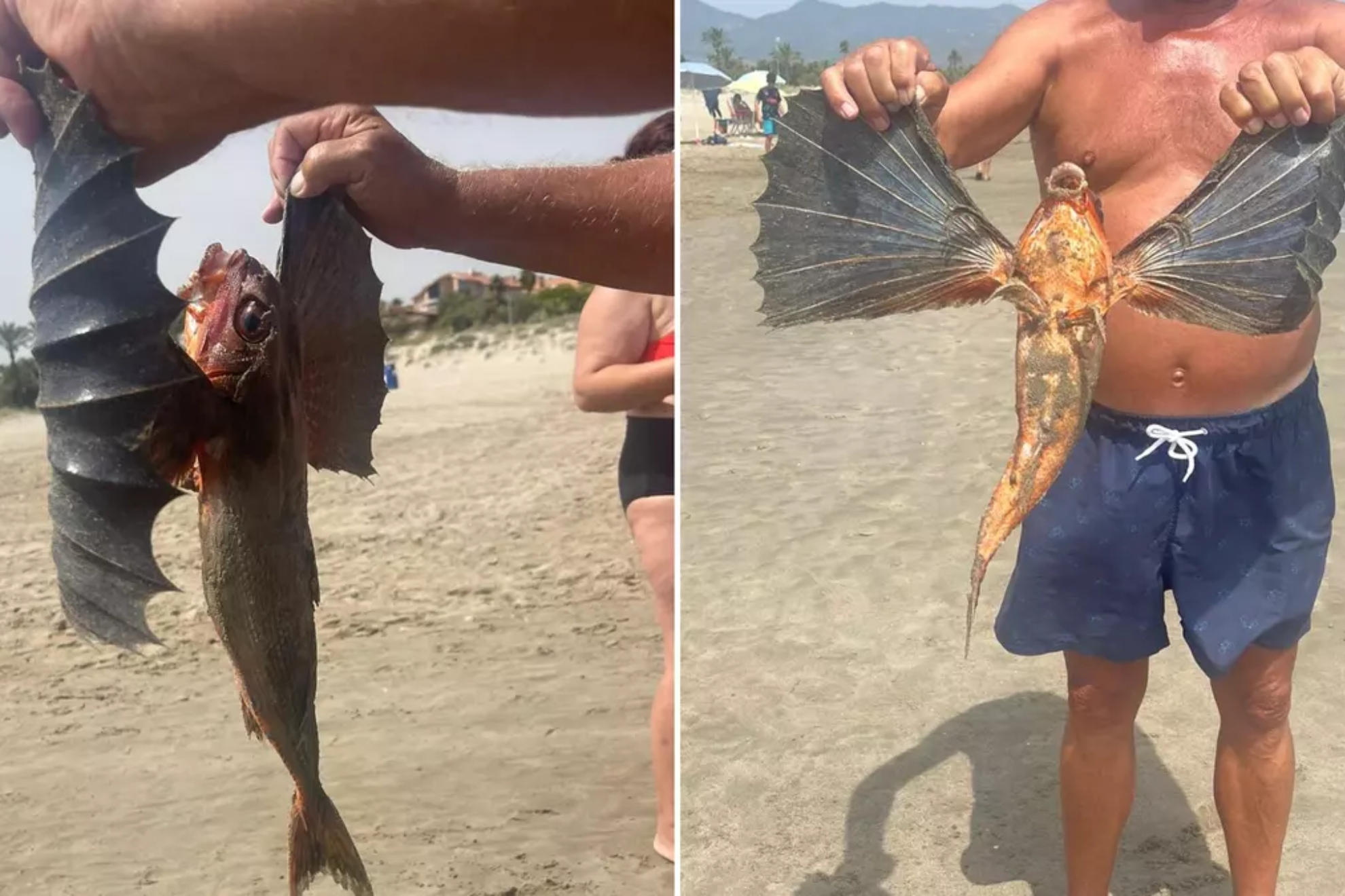 Un bañista se topa con un extraño pez en la playa de Castellón: "Suena ...