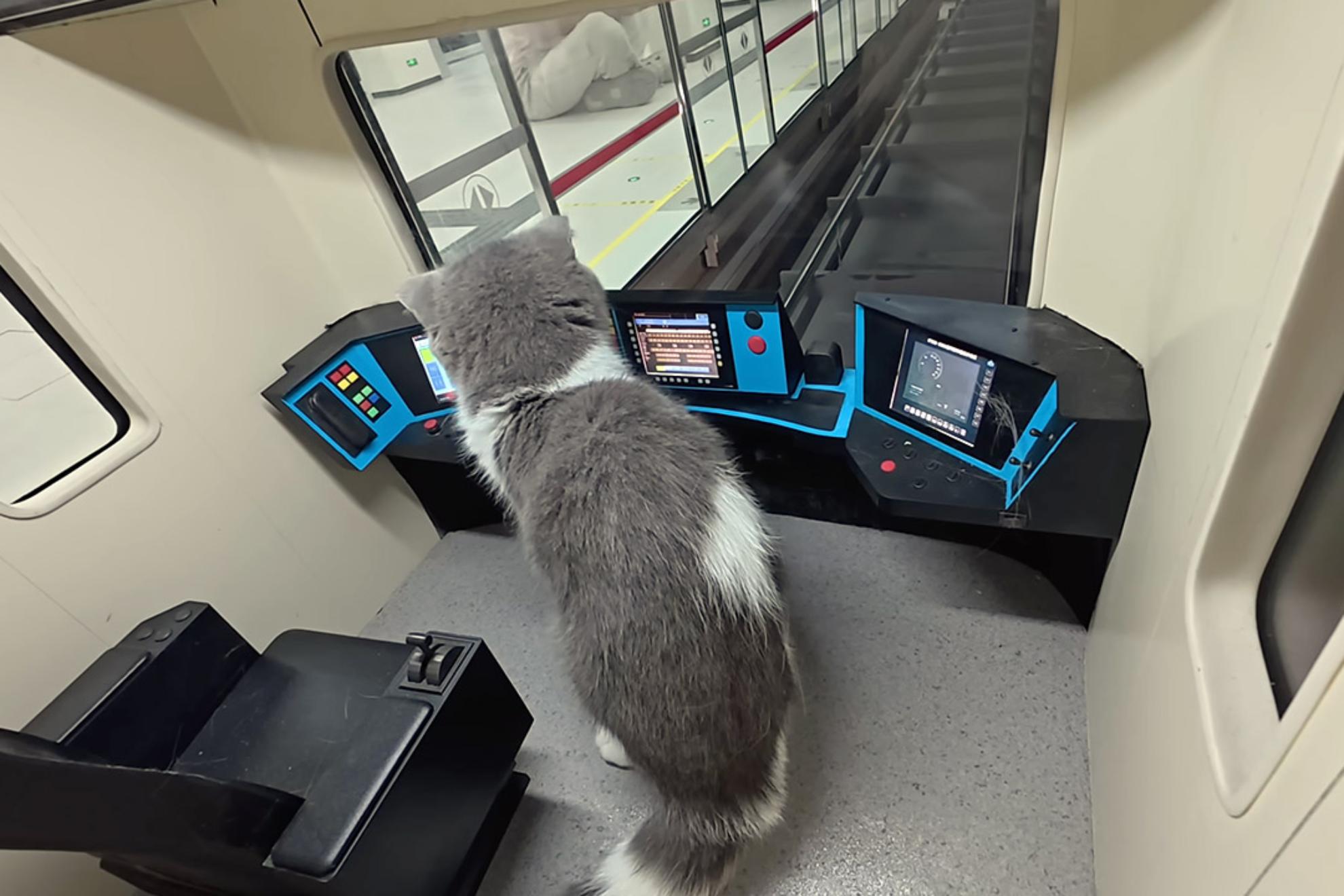 'Cat City', la metrópolis en miniatura con cines, hoteles, peluquerías ...