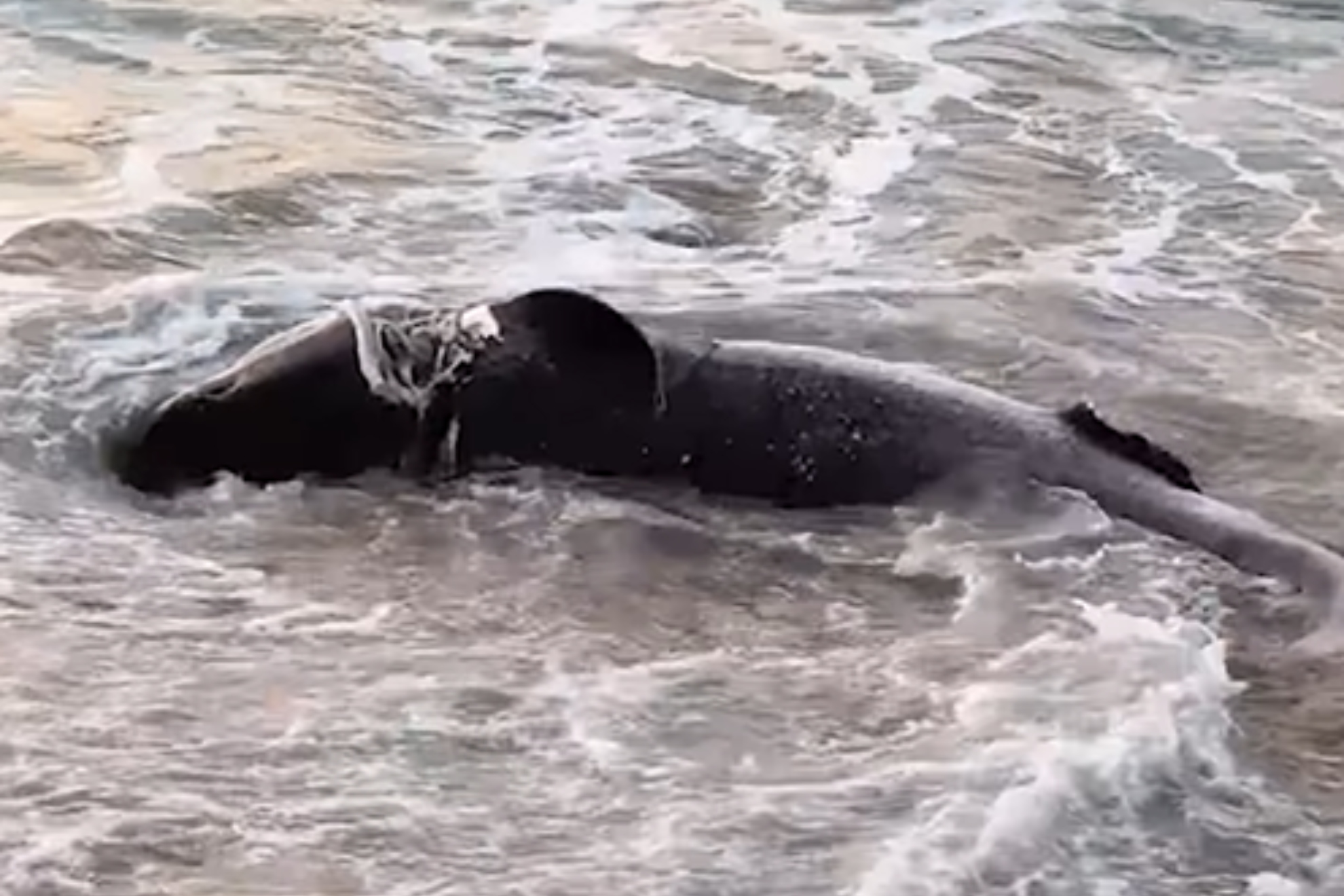 Hallan un enorme tiburón en playas de Mallorca con un gran bocado de ...