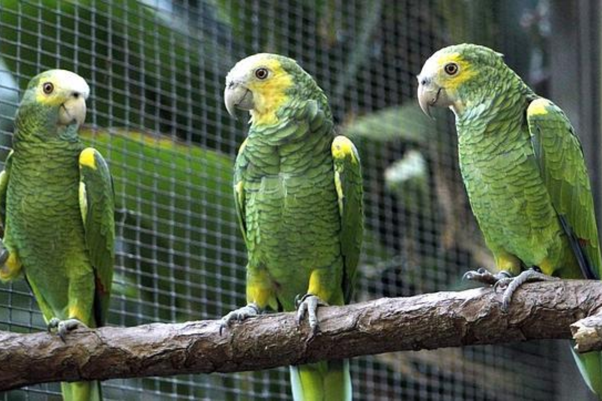 Separan a cinco loros de un zoológico tras insultar reiteradamente a ...