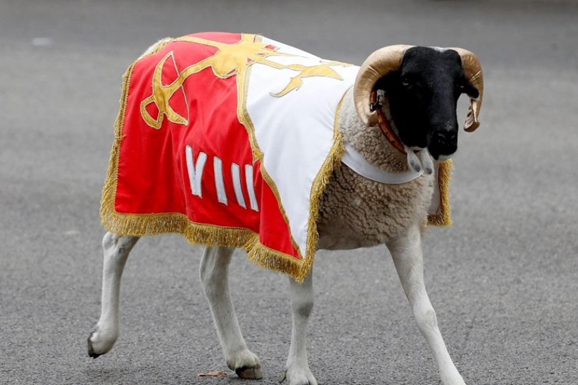 ¿Por qué la mascota de la Legión española es una cabra y qué otros ...