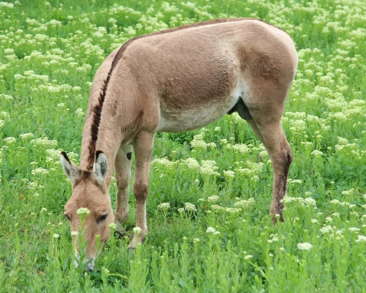 Bombazo en el reino animal: captan imágenes de una manada de una especie considerada casi ...