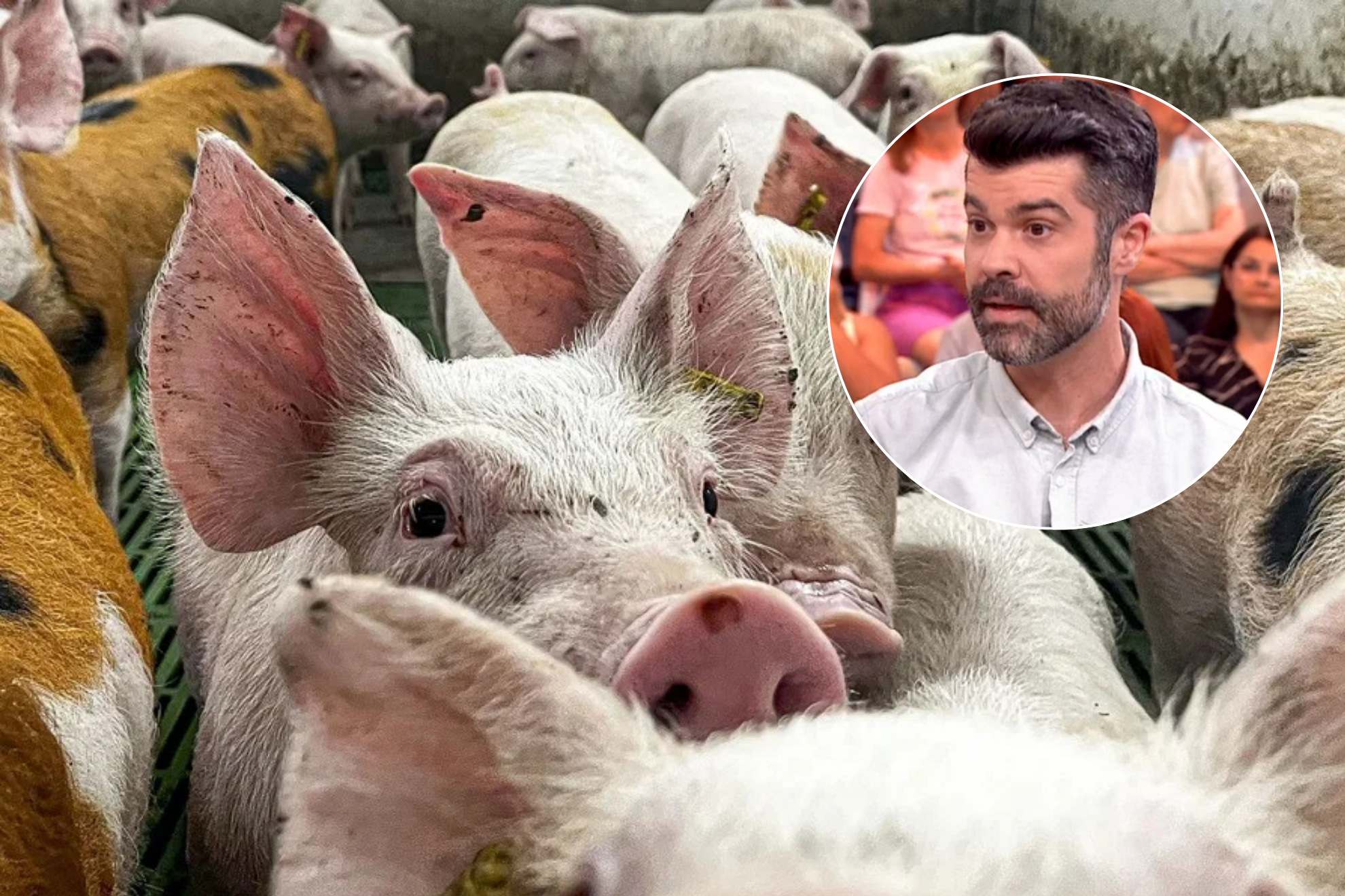 Nutriman aclara las dudas sobre la peste porcina: “Tengamos ...