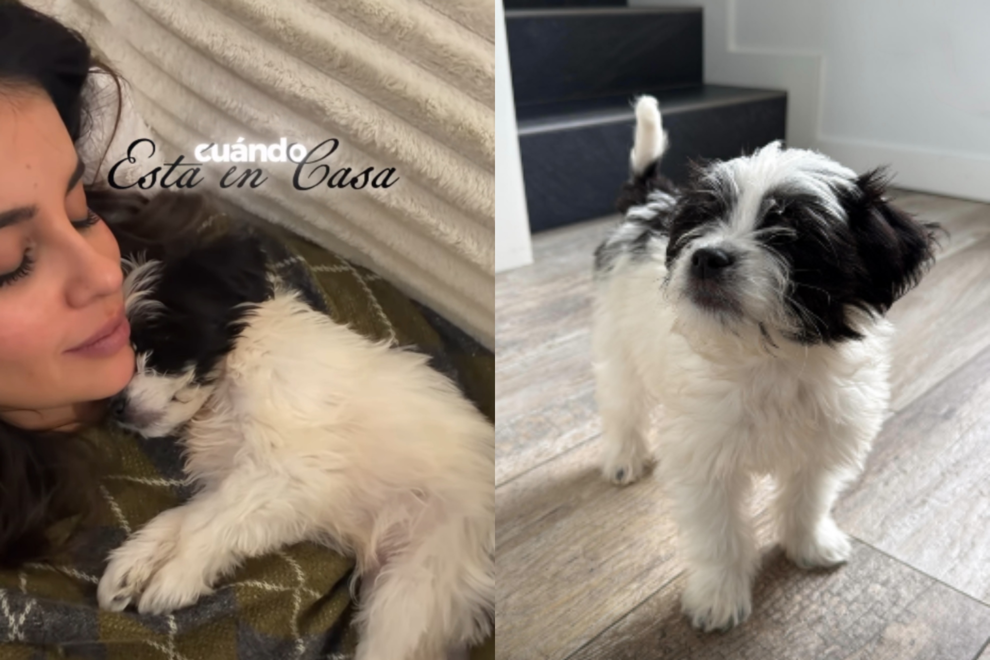 Natalia Osona cuenta que ha adoptado un perro con discapacidad visual ...