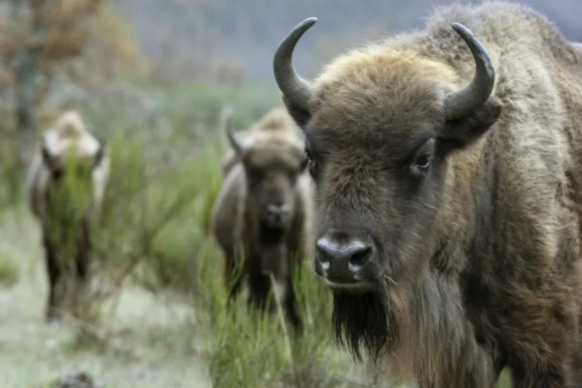 Encuentran los restos de un bisonte europeo de hace más de 4.000 años ...