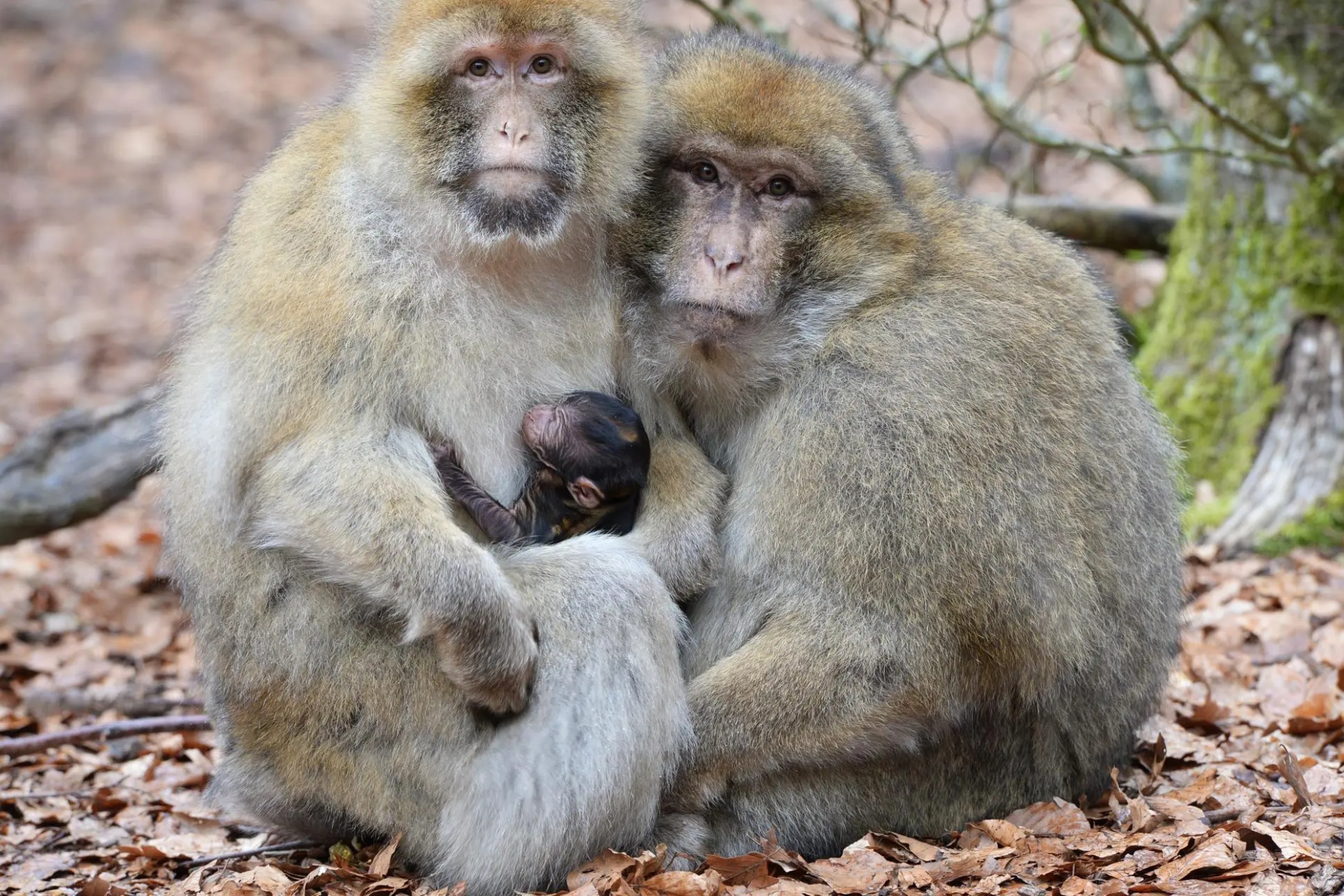 Un primate traspasa el umbral de la imaginación y logra hacer algo que ...