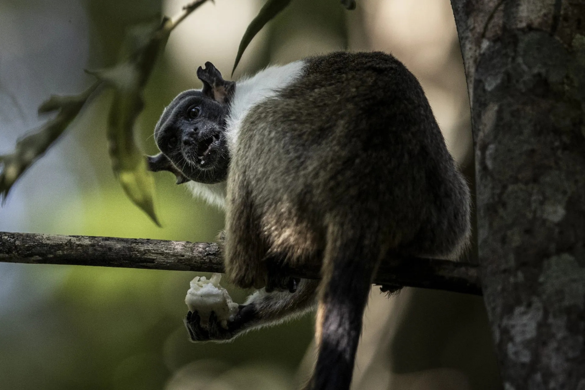 Un primate traspasa el umbral de la imaginación y logra hacer algo que ...