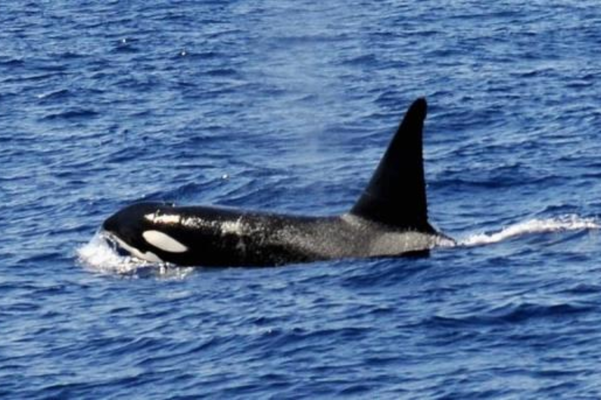 Estudian varias poblaciones de orcas y descubren que tienen culturas ...