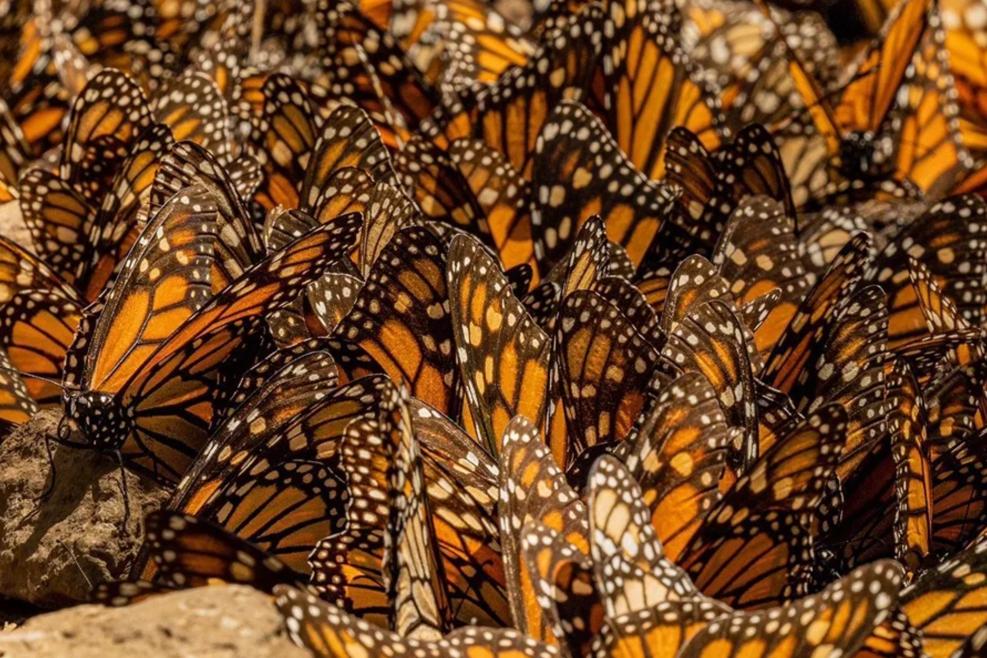 Los científicos descubren que las mariposas Heliconius han desarrollado ...