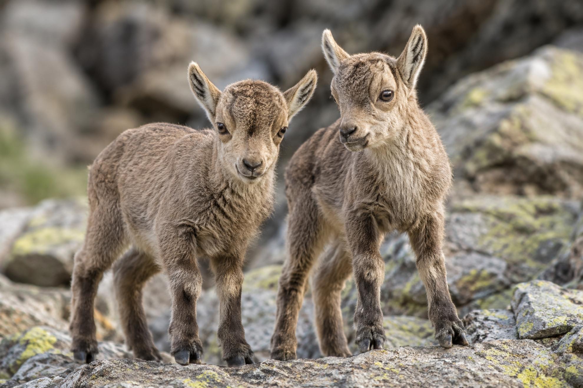 Nacen por primera vez cabras montesas mediante fecundación in vitro a ...